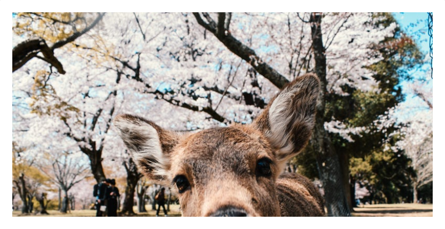 其他组件 - Image 图片 - 《Element Plus 教程(beta版，适配 Vue 3.0 的 Element)》 - 书栈网 · BookStack